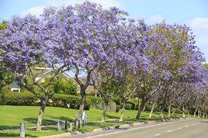 Woodbridge, Irvine | Explore Interactive Neighborhood Map